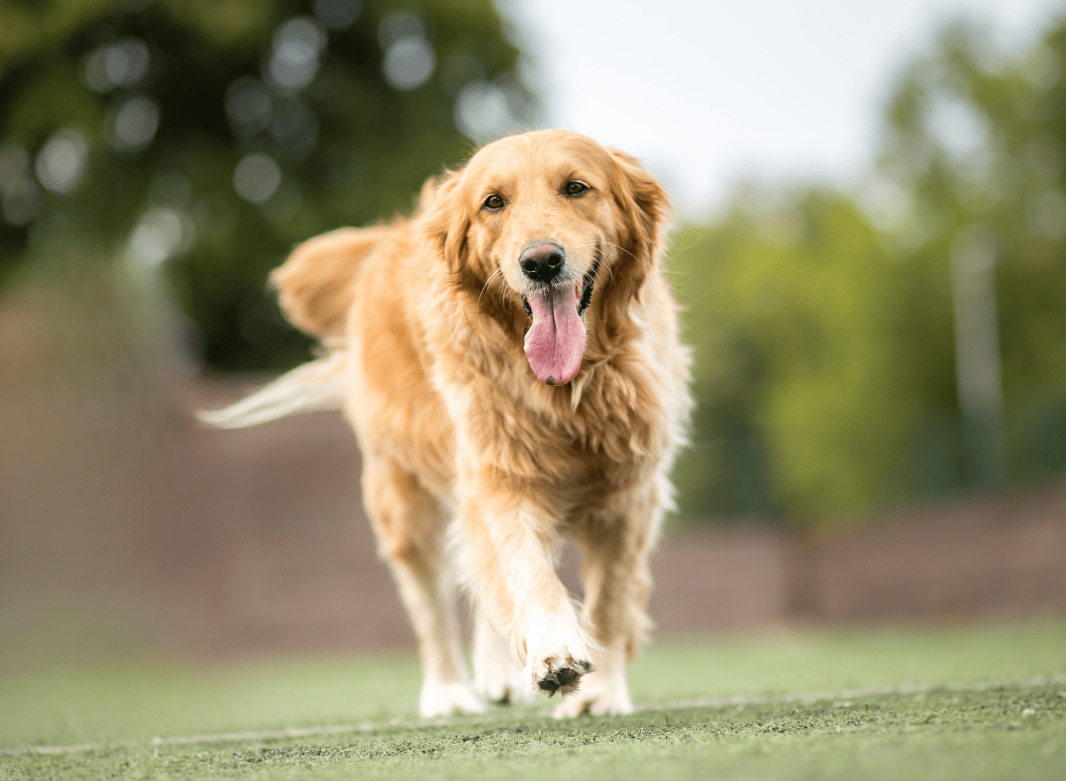 Wat als we ervoor kunnen zorgen dat jouw hond gezonder ouder wordt ...